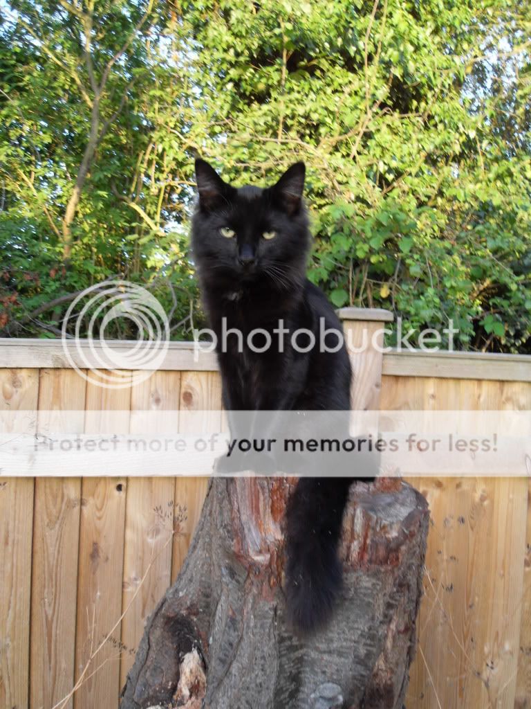 Help - has my cat been bummed? - Page 3 - All Creatures Great & Small ...