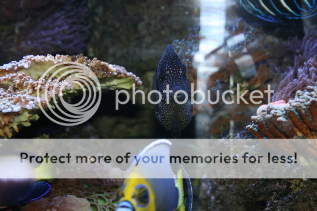 Reefbooster and Bioptim... | Reef2Reef