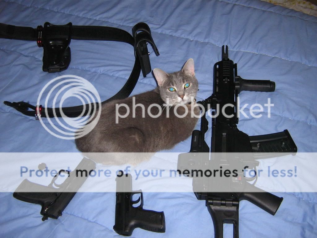 Post your bad ass (or no so bad ass) cats pic > General Discussion ...