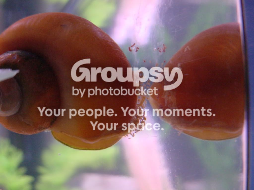 Snail Vomit? or snail younglings? | AquariaCentral.com