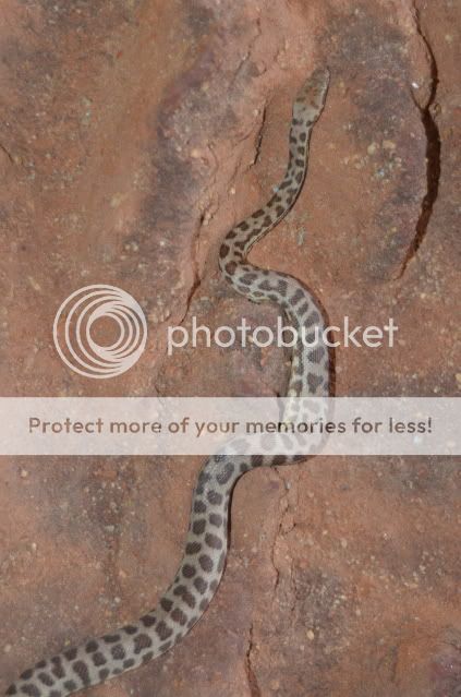 Windorah stimsons pythons | Reptile Forums