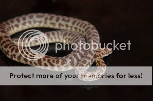 Windorah stimsons pythons | Reptile Forums