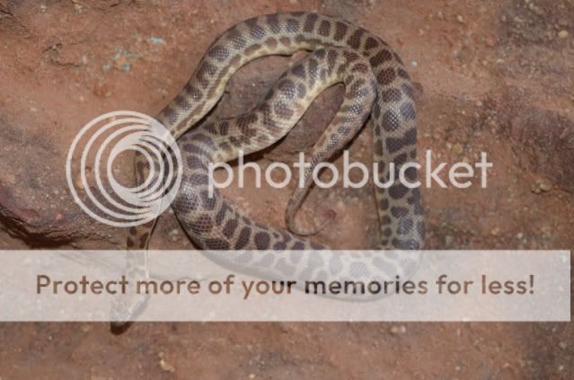 Windorah stimsons pythons | Reptile Forums