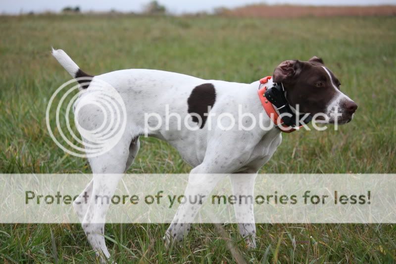 Docking Length Of The Tail - Gun Dog Forum