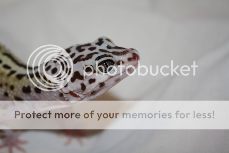 Updated Leo collection pics (Pic heavy) | Page 2 | Reptile Forums