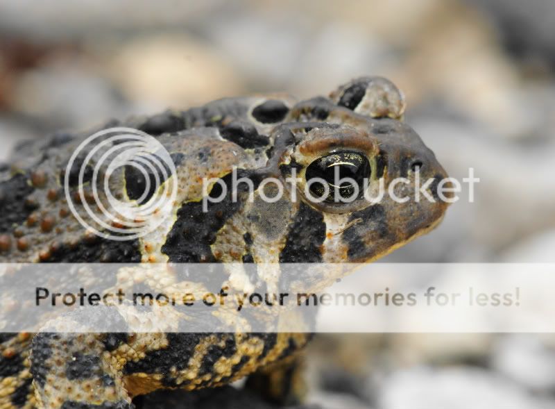 need help to ID exotic toad - Field Herp Forum