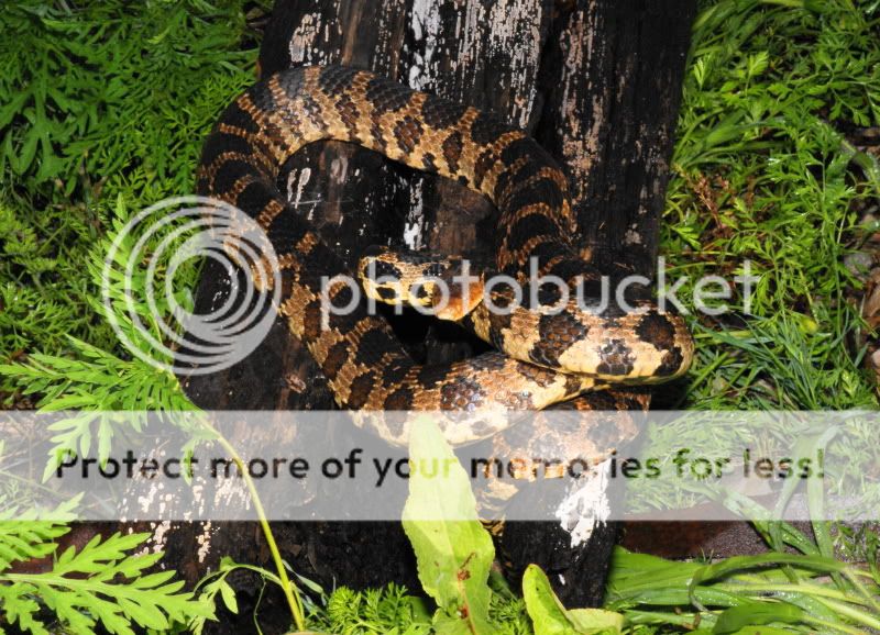 western fox snake pics needed. - Field Herp Forum