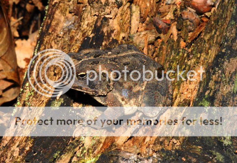 Help with toad ID - Field Herp Forum