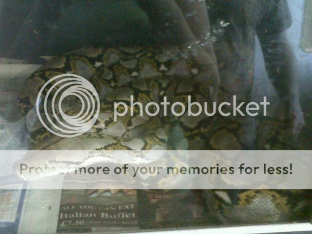 Eastern - white phase retics,purple phase retic,tiger retic,het albino ...