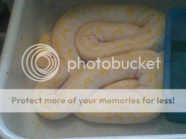 Eastern - white phase retics,purple phase retic,tiger retic,het albino ...