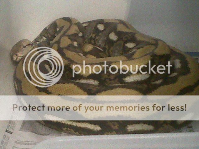 Eastern - white phase retics,purple phase retic,tiger retic,het albino ...