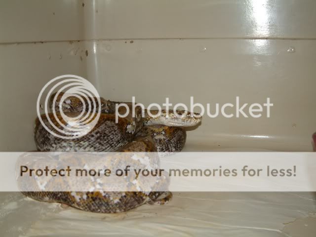 Calico Reticulated Python | FaunaClassifieds