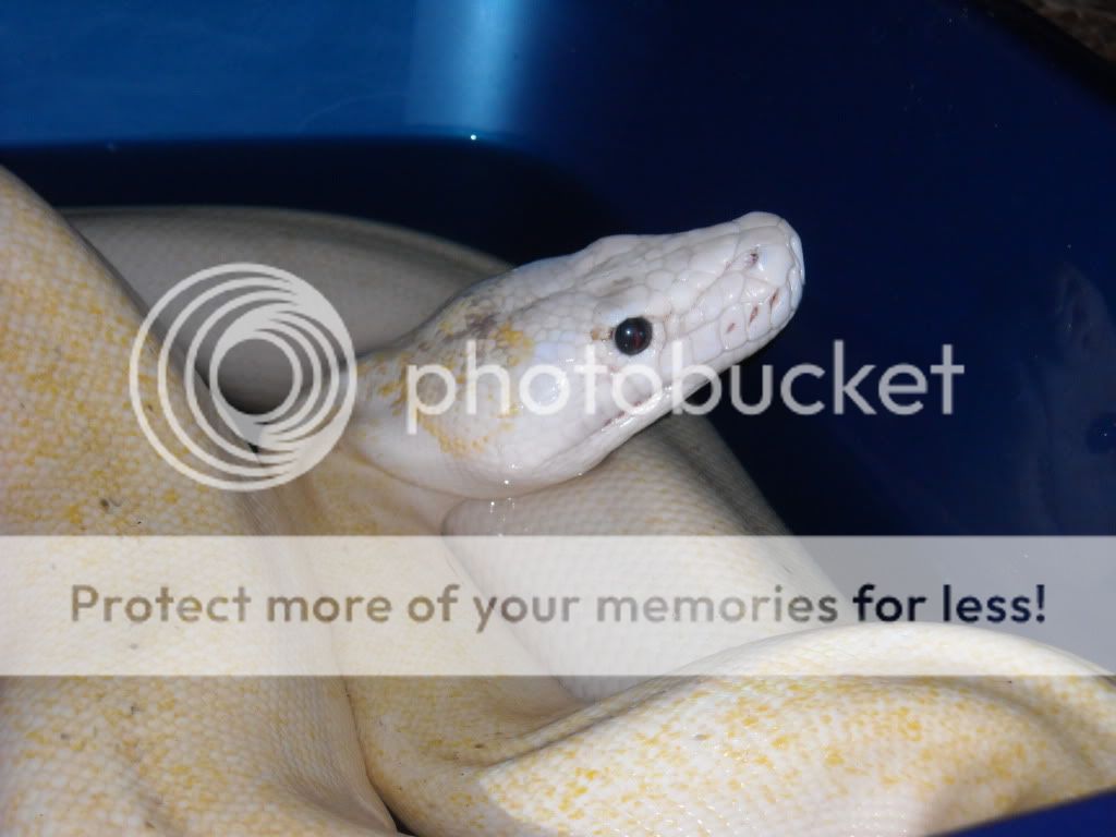 Hello to all the retic fans | Reptile Forums