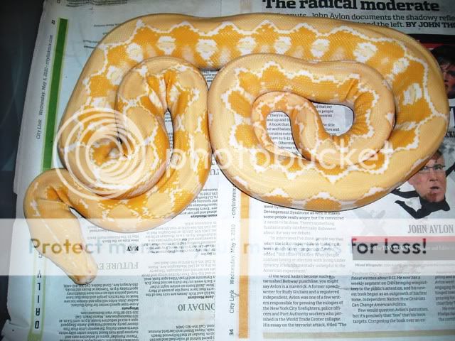 One of the newest retic morphs on the market | Reptile Forums