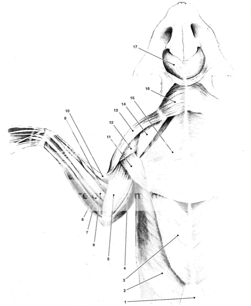 Dorsal Left Forelimb Muscles of the Cat (superficial) Quiz - By wiltak